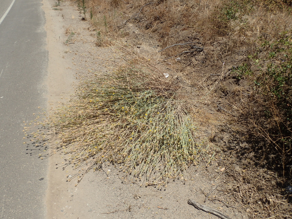 Yellow Star-Thistle from Cleveland National Forest, Lake Elsinore, CA ...