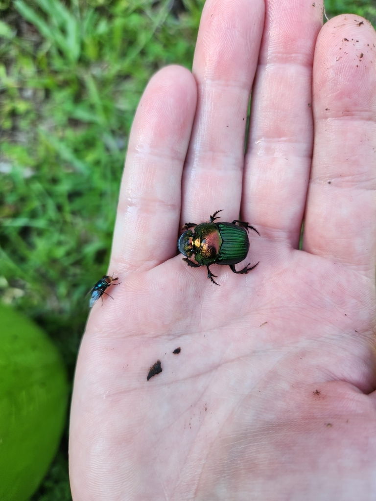 Burrowing Dung Beetles in August 2023 by cellerbe · iNaturalist