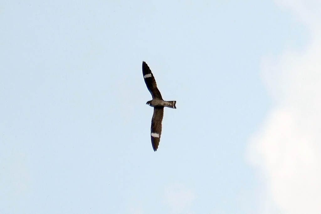 Common Nighthawk from Elliot Lake, ON, Canada on August 3, 2023 at 07: ...