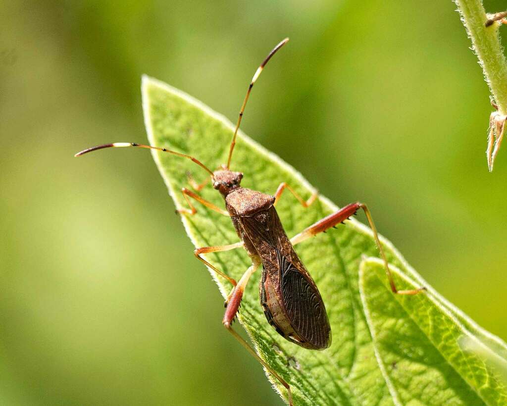 Lupine Bug from Bryn Mawr, Minneapolis, MN, USA on August 3, 2023 at 01 ...
