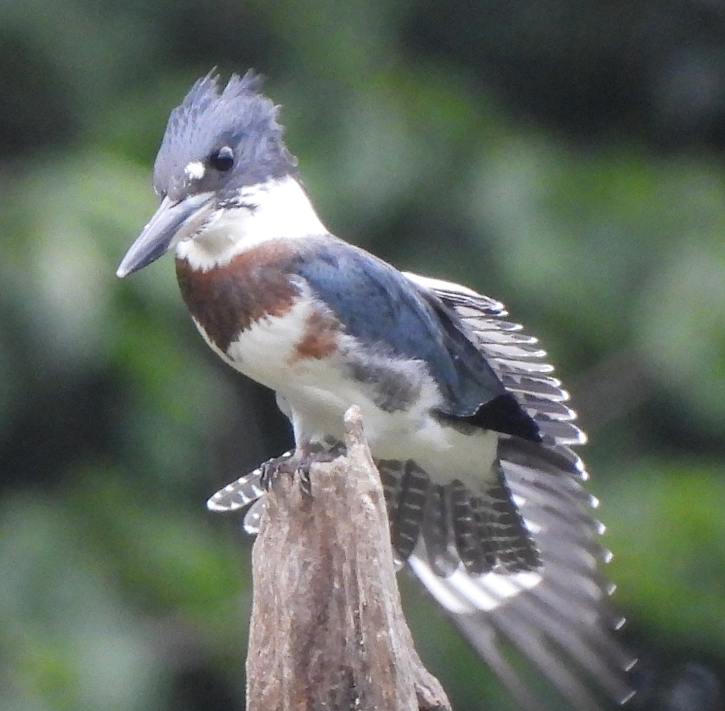 Belted Kingfisher from Kemp Mill, MD, USA on August 3, 2023 at 04:08 PM ...