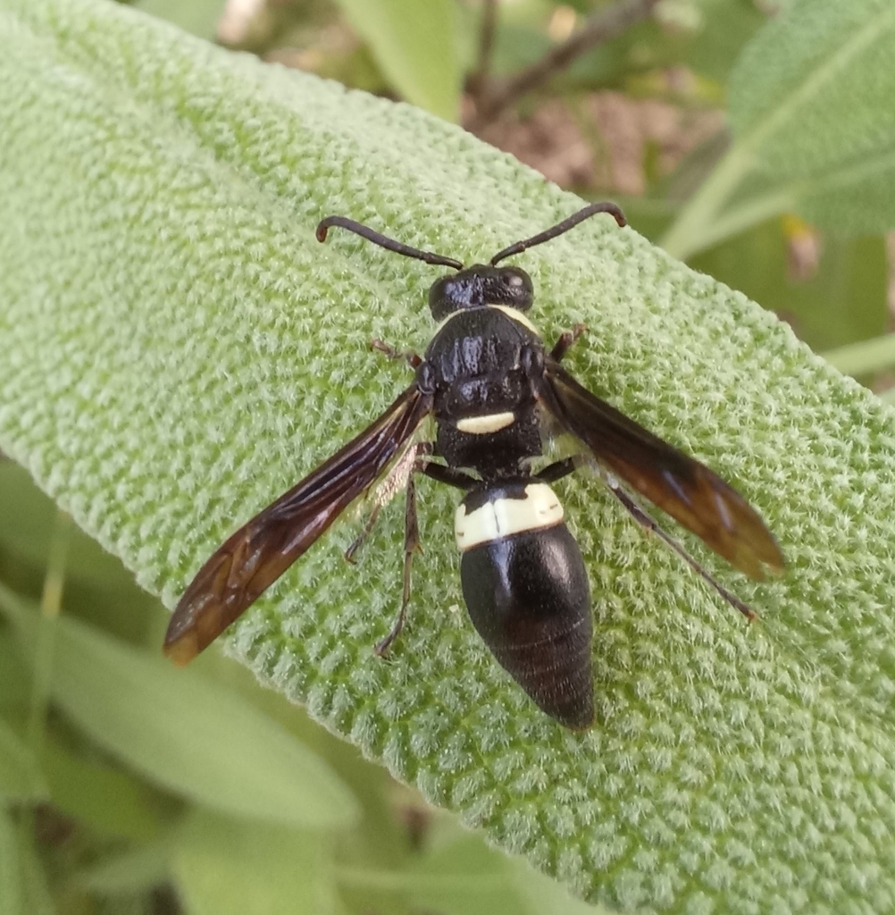 Four-toothed Mason Wasp from Burton Heights, Grand Rapids, MI, USA on ...