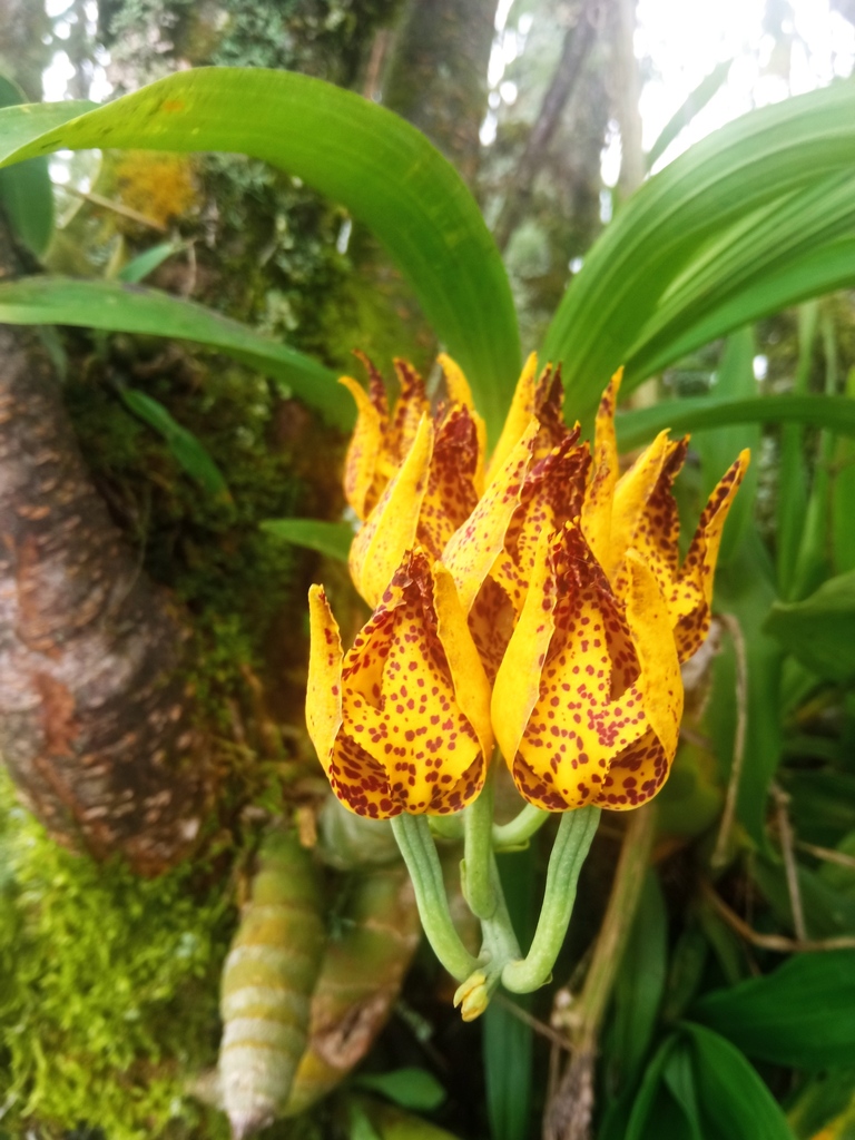 Mormodes maculata maculata from Unnamed Road, 68728 Oax. on July 25 ...