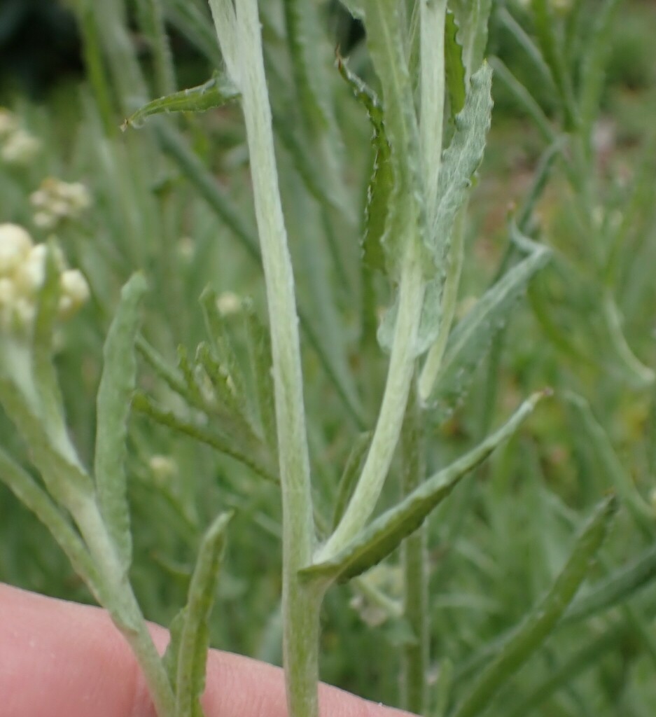 Jersey Cudweed from Beek Beek Reserve on August 4, 2023 at 09:43 AM by ...