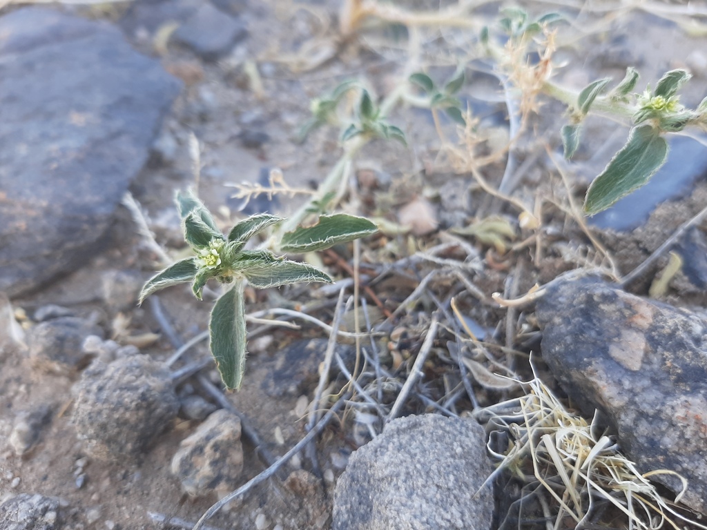 Ditaxis from Riverside County, CA, USA on June 11, 2021 at 07:27 AM by ...