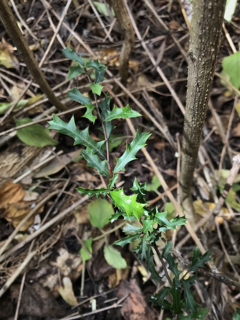 holly bush from Tarong, QLD, AU on August 4, 2023 at 10:31 AM by Tash ...