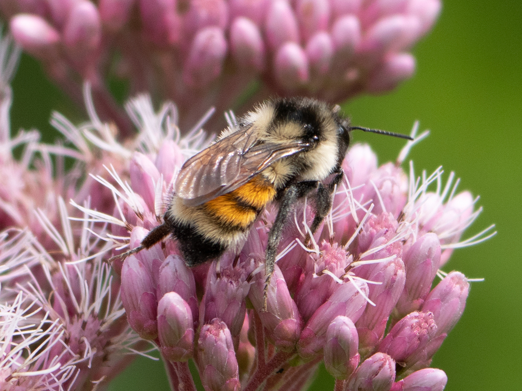 Tricolored Bumble Bee from Wildcat Rd, Chittenden, VT, USA on August 3 ...