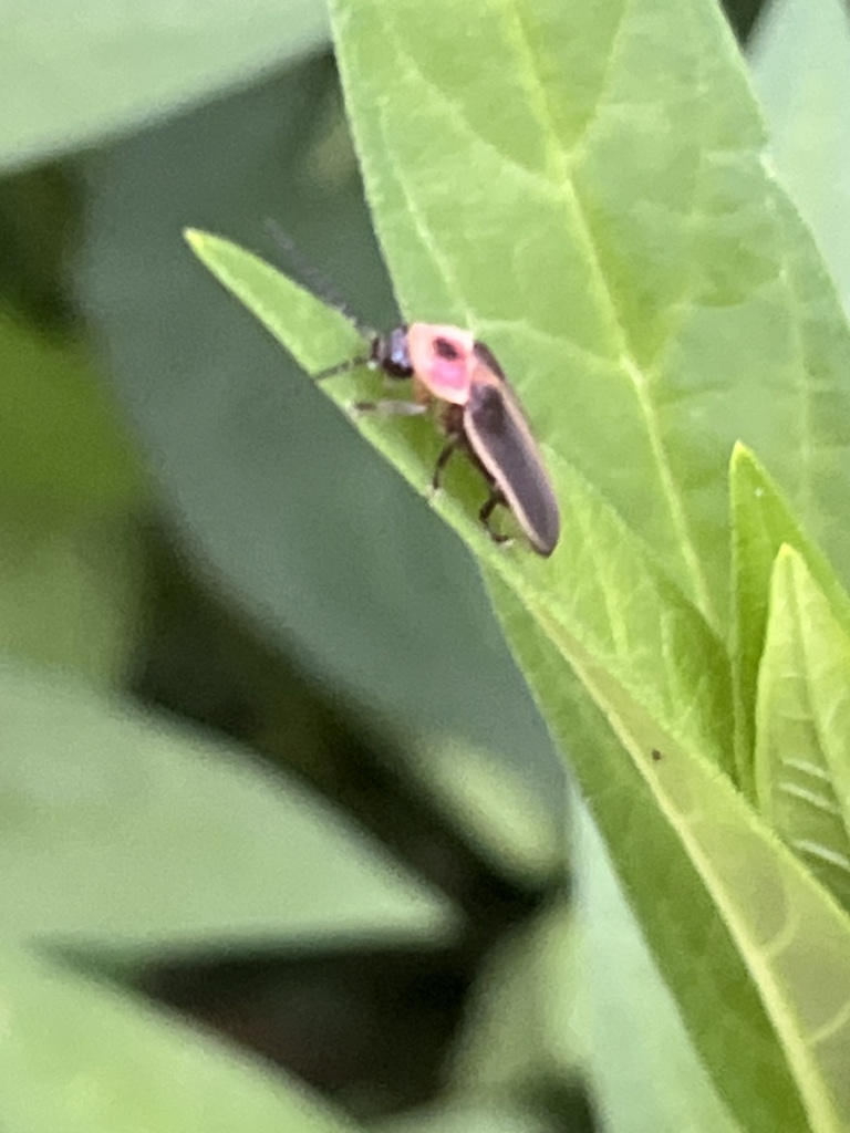 Common Eastern Firefly from Garland St E, West Salem, WI, US on August ...