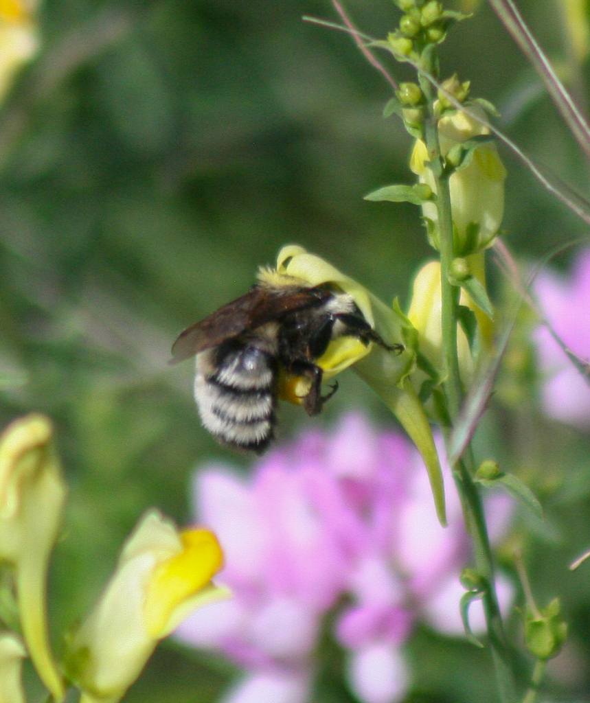 Golden Northern Bumble Bee from Delaware Township, NJ, USA on August 2 ...