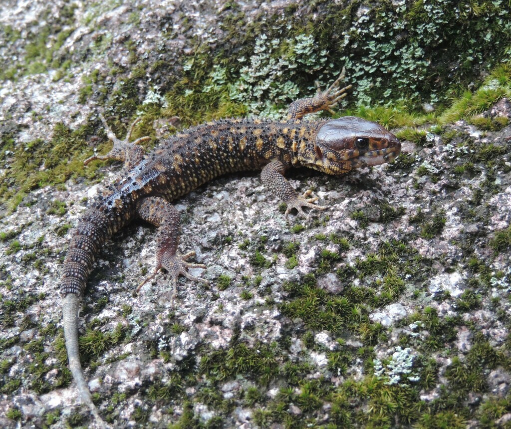 Yellow-spotted Night Lizard from Esparta, Honduras on June 23, 2023 at ...