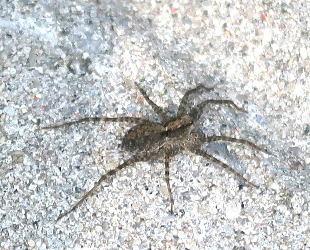 Stone Spider from St. Catharines, ON, Canada on August 3, 2023 at 04:56 ...