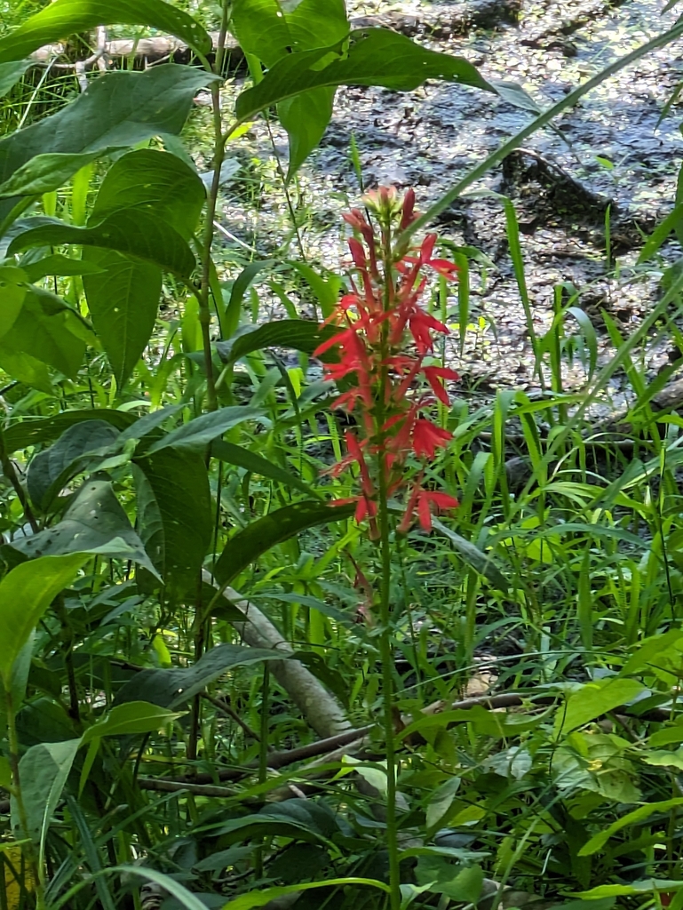 cardinal flower from St Croix Falls, WI, USA on August 3, 2023 at 01:29 ...