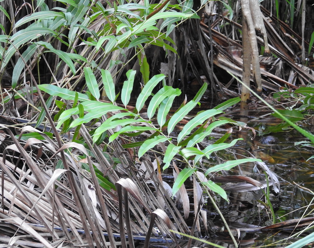 Mangrove Fern (Acrostichum speciosum) - Botanical Realm
