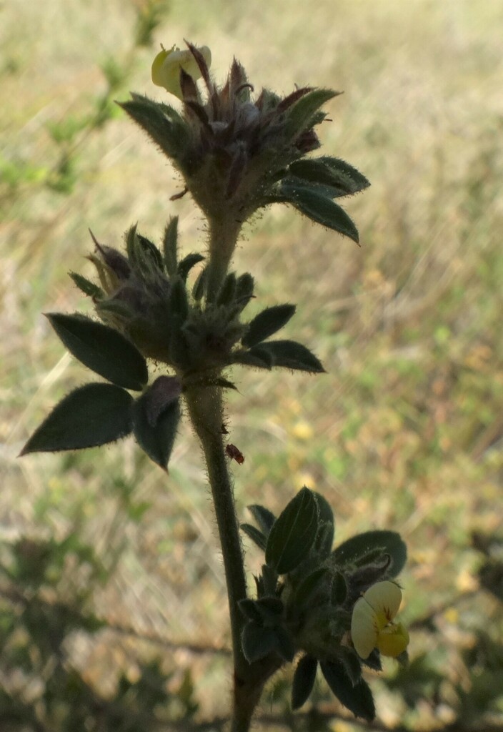 Caribbean Stylo from Miling WA 6575, Australia on July 12, 2023 at 12: ...