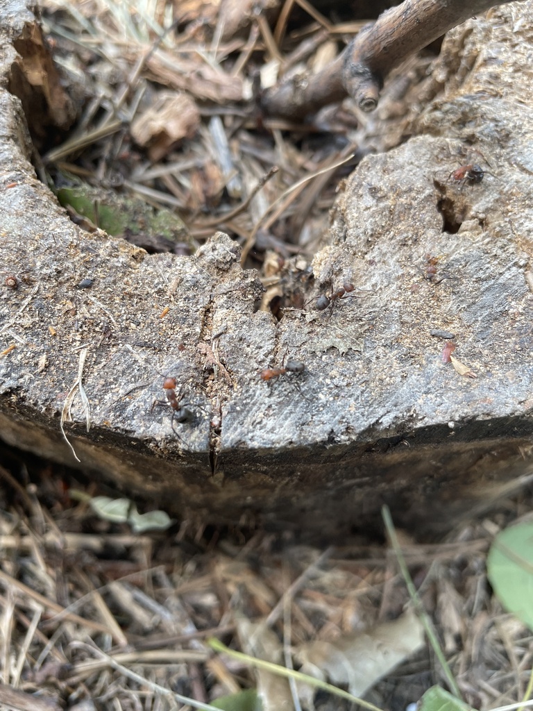 Western Thatching Ant from Renfrew, Calgary, AB, CA on August 1, 2023 ...