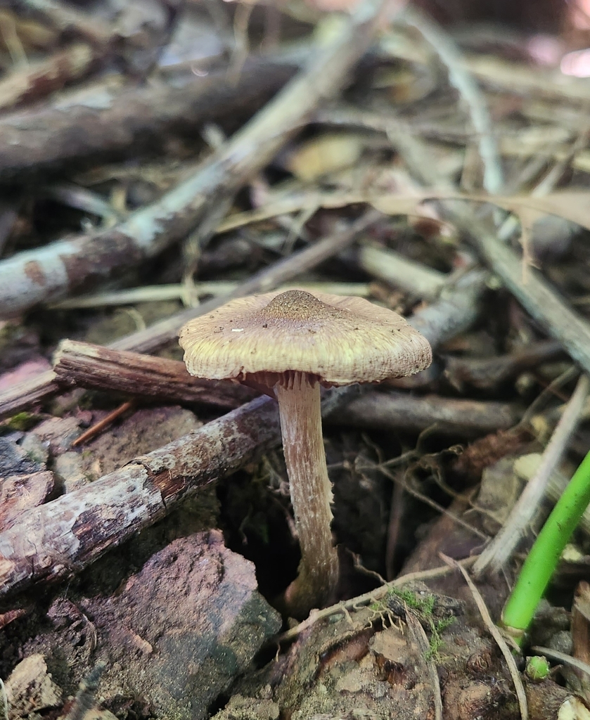 Fiber Caps from Hillsboro, OR, USA on August 3, 2023 at 04:32 PM by ...