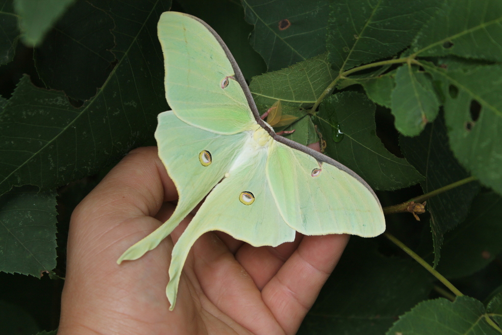 North American Luna Moth from Clarksville, TN, USA on August 3, 2023 at ...