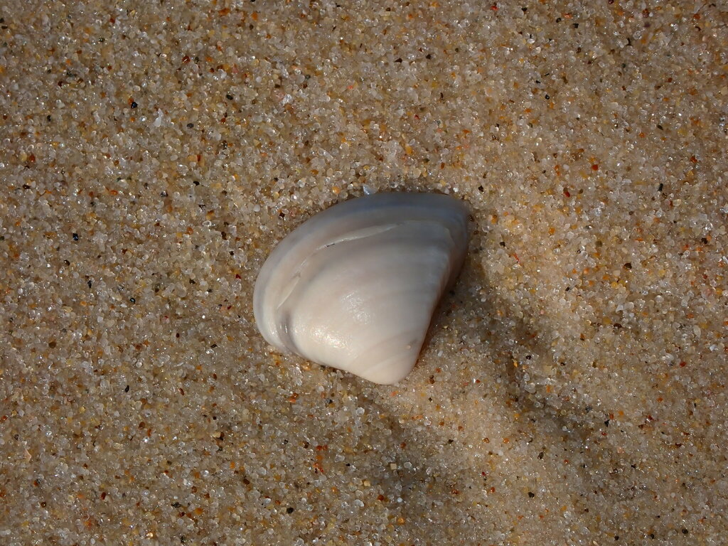 Spisula trigonella from Redland Bal, AU-QL, AU on August 1, 2023 at 09: ...