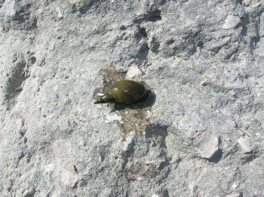 Great Pond Snail from Кольчугинский р-н, Владимирская обл., Россия on ...