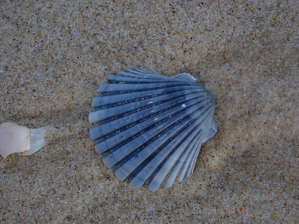 Commercial Scallop from Point Lookout QLD 4183, Australia on August 1 ...