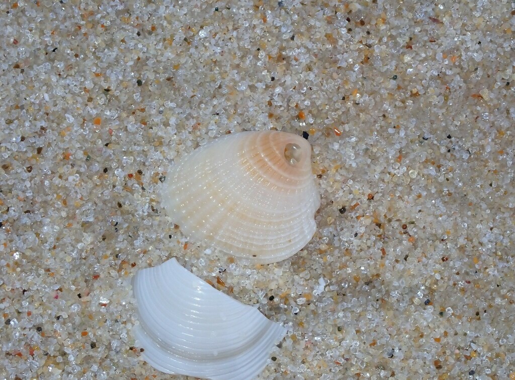 Timoclea scabra from Redland Bal, AU-QL, AU on August 1, 2023 at 09:05 ...