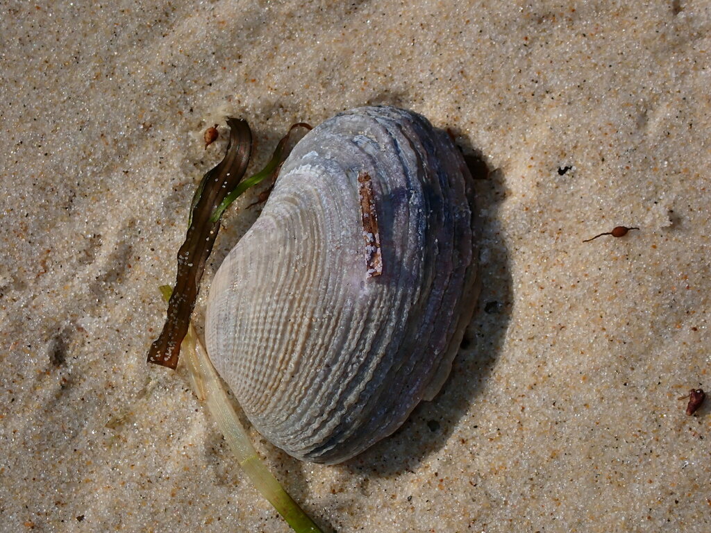 Boring Venus Shell from Redland Bal, AU-QL, AU on August 1, 2023 at 09: ...