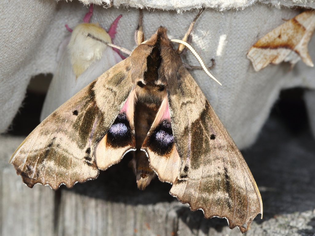 Blinded Sphinx from Nipissing District, ON, Canada on June 17, 2022 at ...