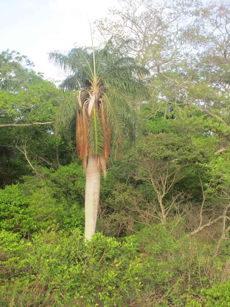 Acrocomia intumescens from Jaguarana, Paulista - PE, Brazil on January ...
