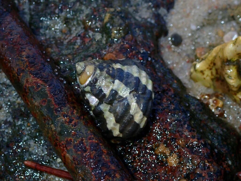 Zebra Top Snail from Redland, QLD, Australia on August 1, 2023 at 11:17 ...