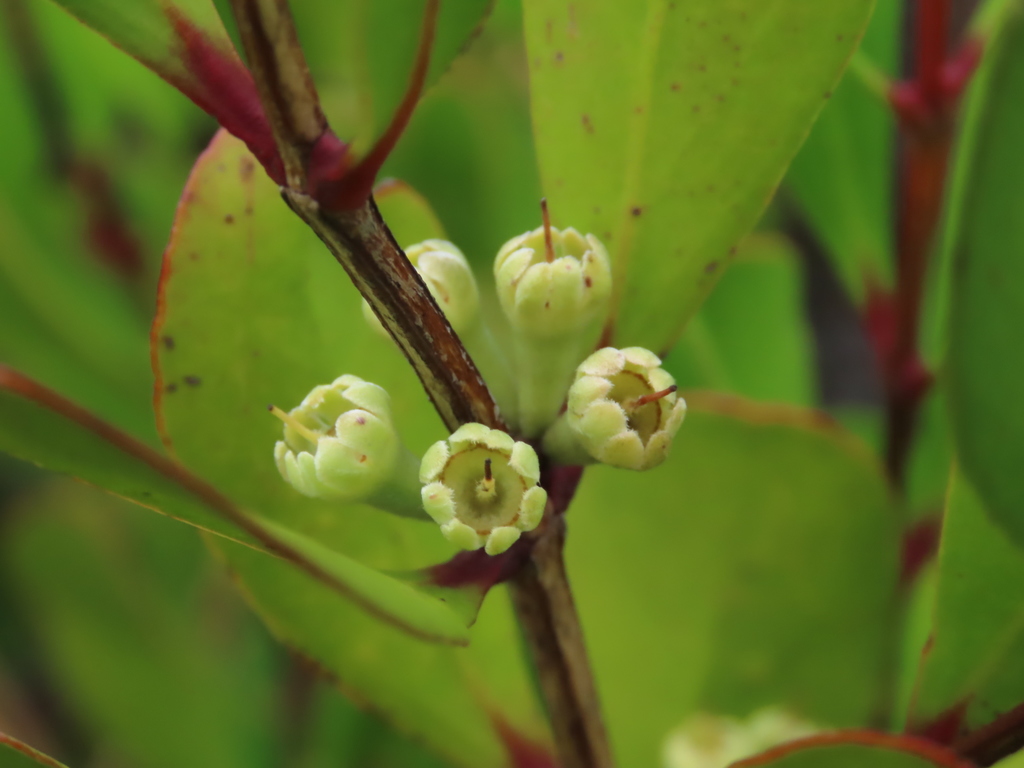 myrtle mangrove (Osbornia octodonta) - Botanical Realm