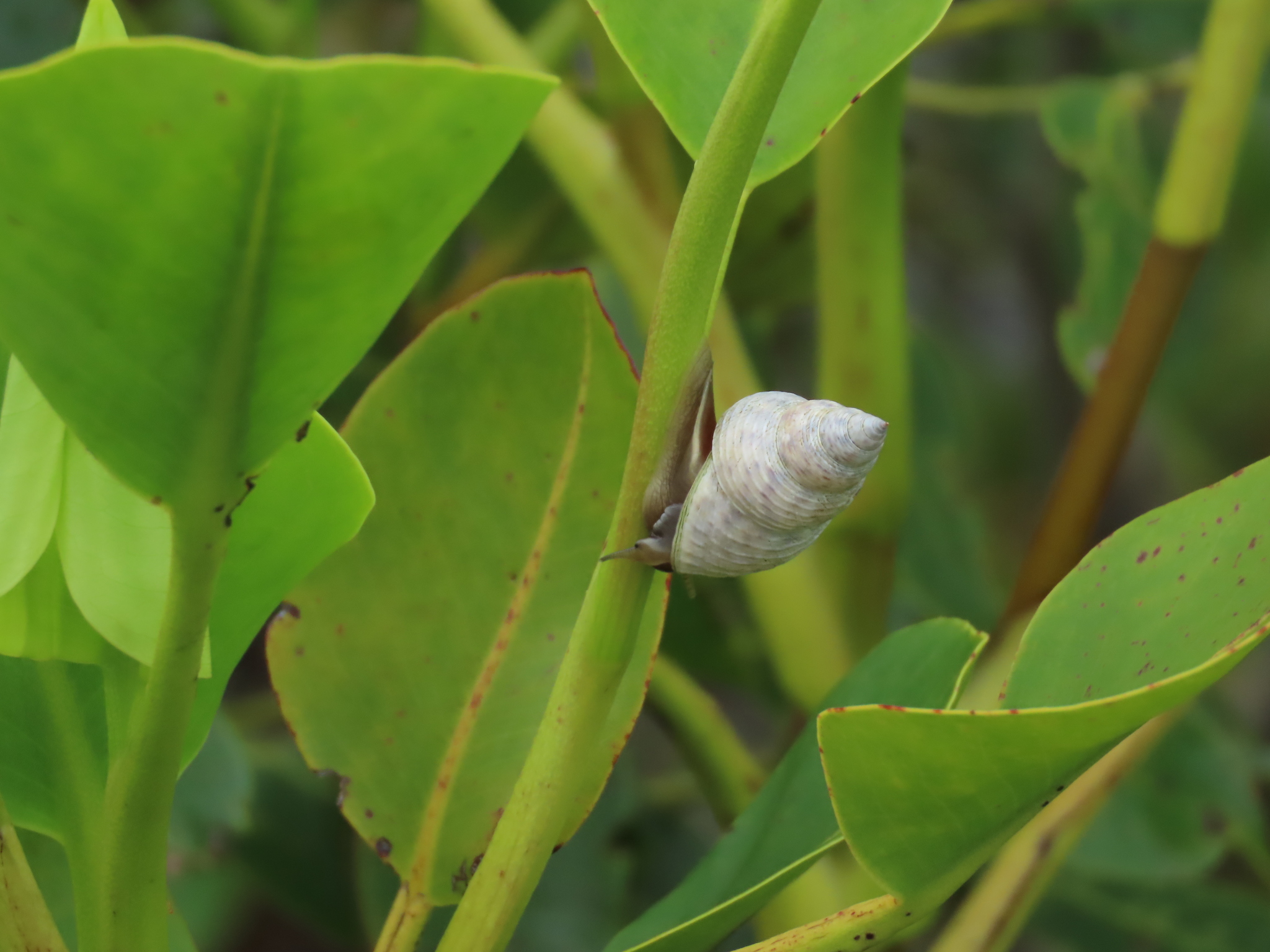 Littoraria scabra (Linnaeus, 1758)