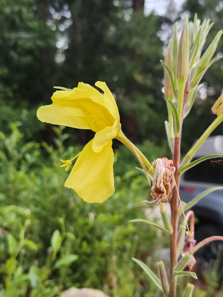 tall evening primrose from Idyllwild-Pine Cove, CA, USA on August 3 ...