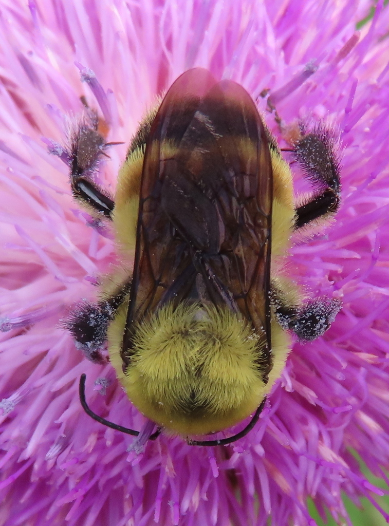 Brown-belted Bumble Bee from Davis County, UT, USA on August 3, 2023 at ...