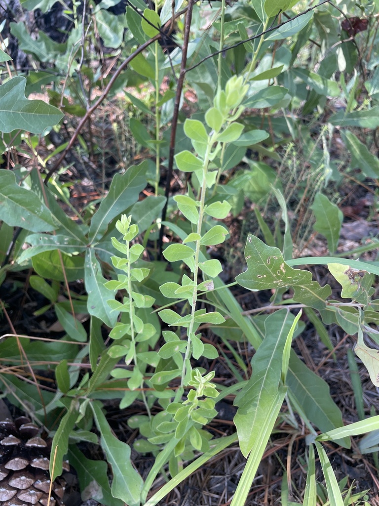 Dixie aster from Gautier, MS, US on July 29, 2023 at 09:53 AM by ...