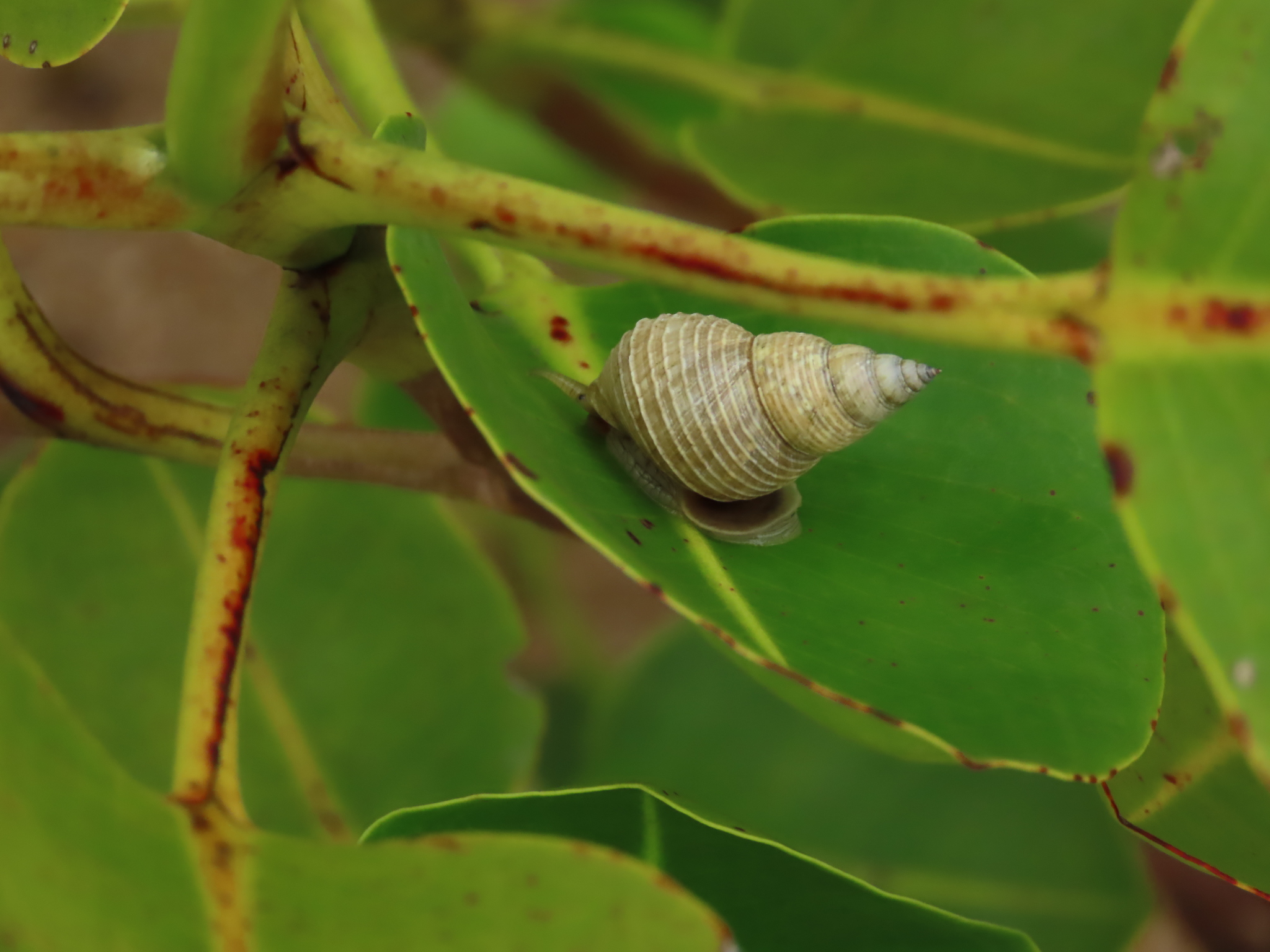 Littoraria scabra (Linnaeus, 1758)