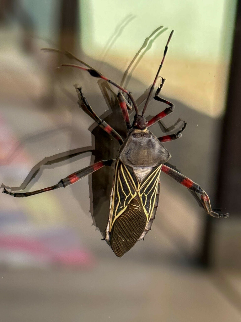 Giant Mesquite Bug from Santa Cruz County, AZ, USA on August 3, 2023 at ...