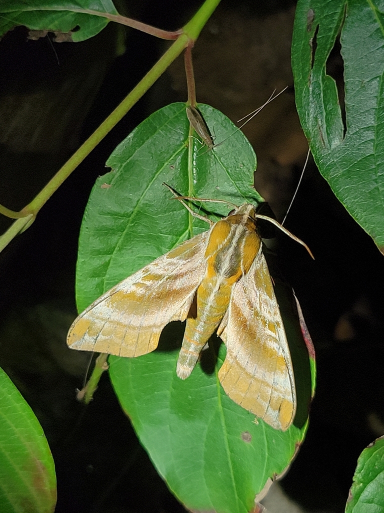 Hydrangea Sphinx from Benton Township, OH, USA on August 3, 2023 at 11: ...