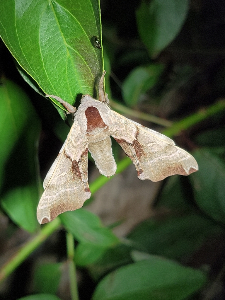 Twin-spotted Sphinx from Benton Township, OH, USA on August 3, 2023 at ...