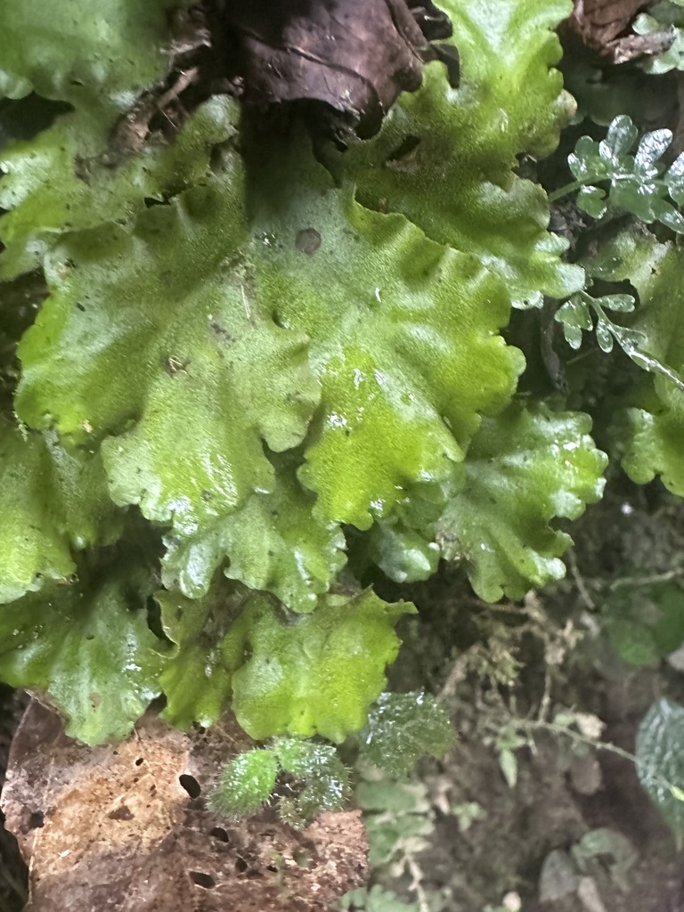 Monoclea gottschei from Monteverde Cloud Forest Reserve, Puntarenas, CR ...