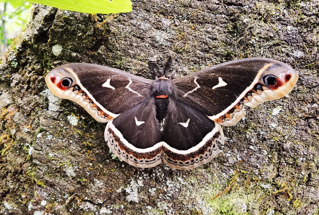 Calleta Silkmoth from 43725 Santa Ana Tzacuala, Hgo., México on July 30 ...