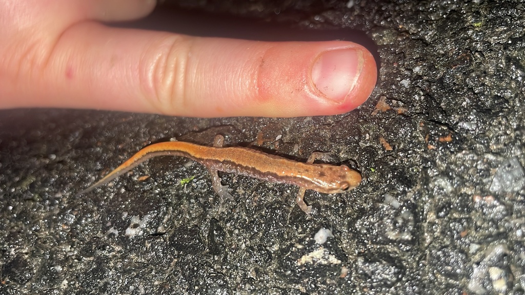 Blue Ridge Dusky Salamander in August 2023 by Adam Cohen · iNaturalist
