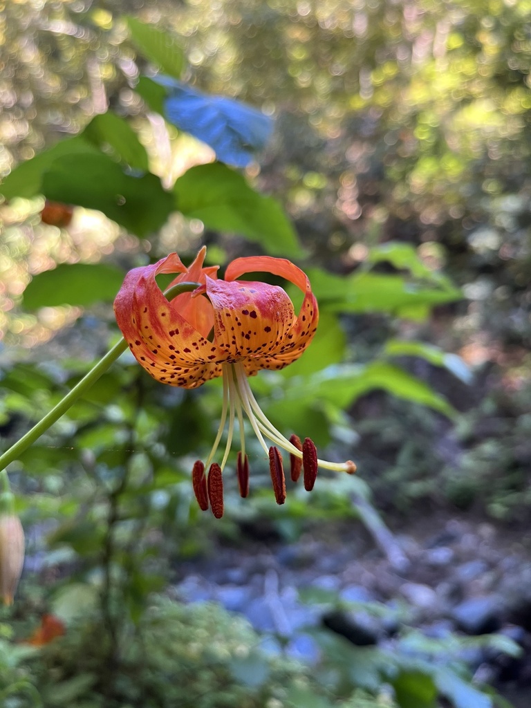 Leopard Lily from Los Padres National Forest, Big Sur, CA, US on July ...