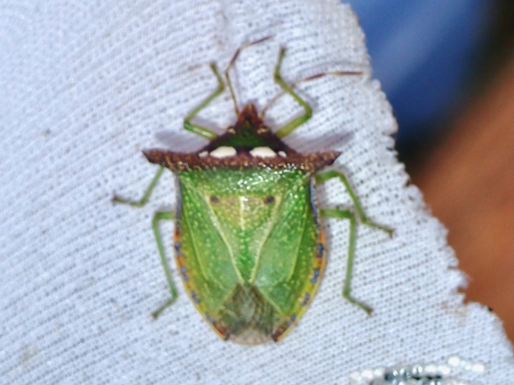 Prionaca from Sabah, Malaysia on May 31, 2023 at 06:29 AM by Albert ...