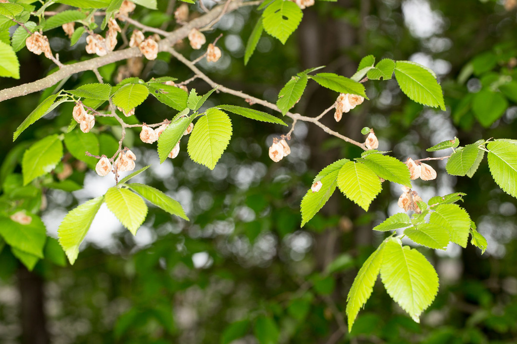 olmo común (Visu costa) · iNaturalist