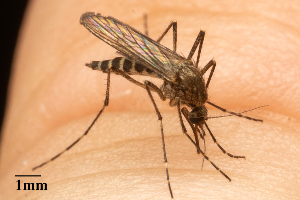 Aedes increpitus from Fort Collins, CO, USA on July 18, 2023 at 06:04 PM by Jesse Rorabaugh ...