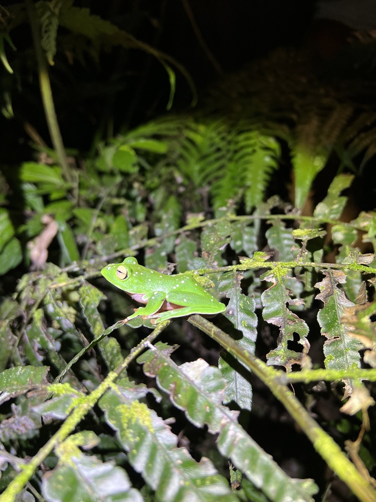 Orange-belly Tree Frog in August 2023 by Liu Rui Wei · iNaturalist