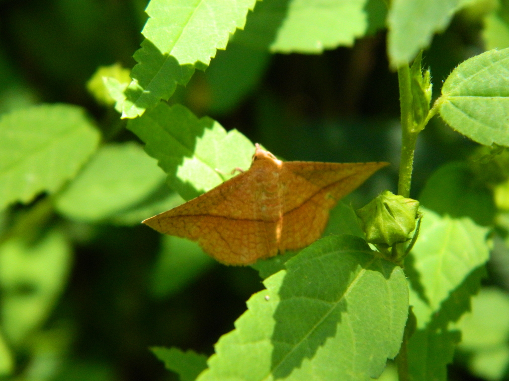 Striglina scitaria from Madayi Para, Pazhayangadi, Kerala, India on ...