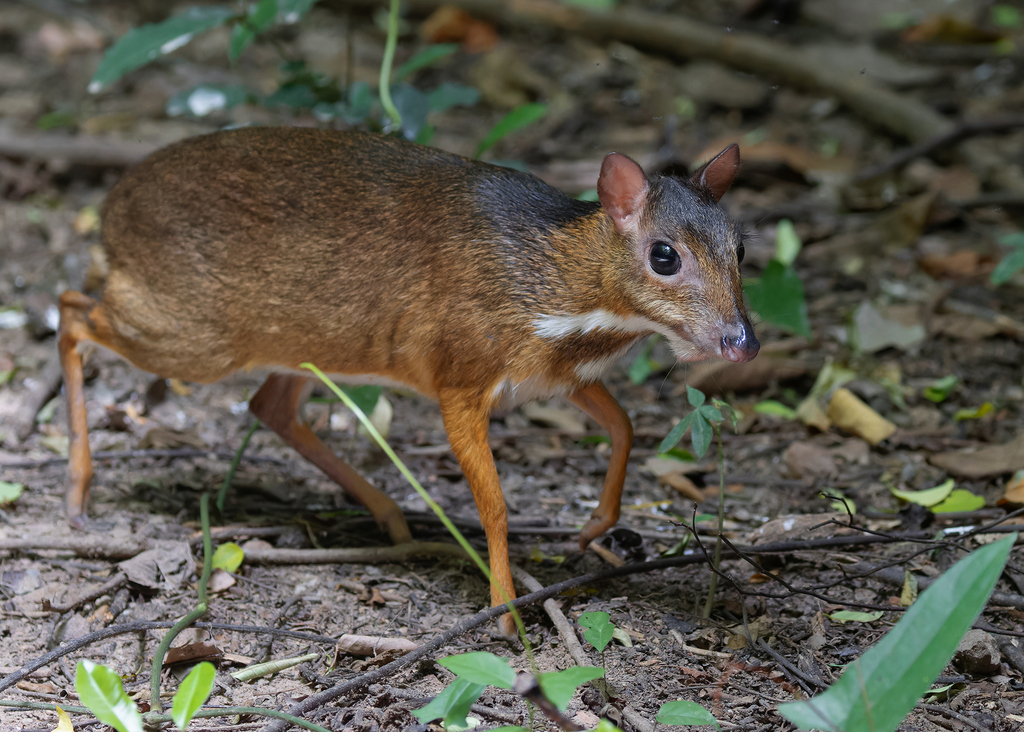 Lesser Oriental Chevrotain from หมู่ที่ 8 ตำบล แก่งกระจาน อำเภอแก่ง ...