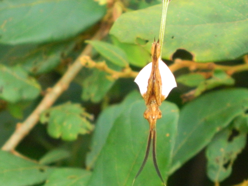 Something from Madayi Para, Pazhayangadi, Kerala, India on October 24 ...