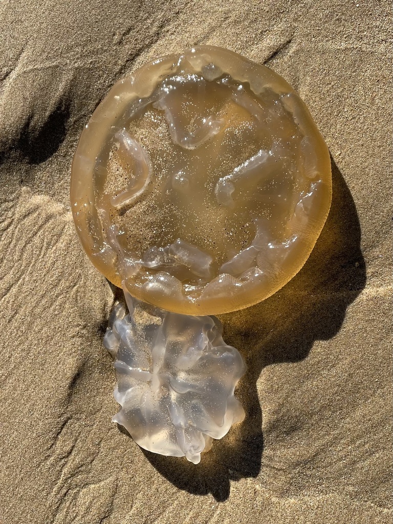 Blue Blubber Jelly from Bundeena Bay, Bundeena, NSW, AU on August 4 ...